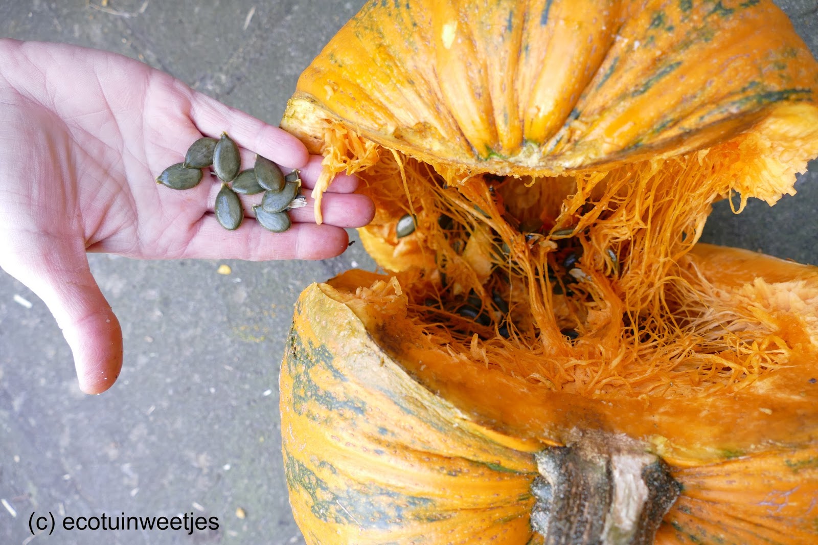 Ecotuinweetjes: Eetbare pompoenpitten kweken