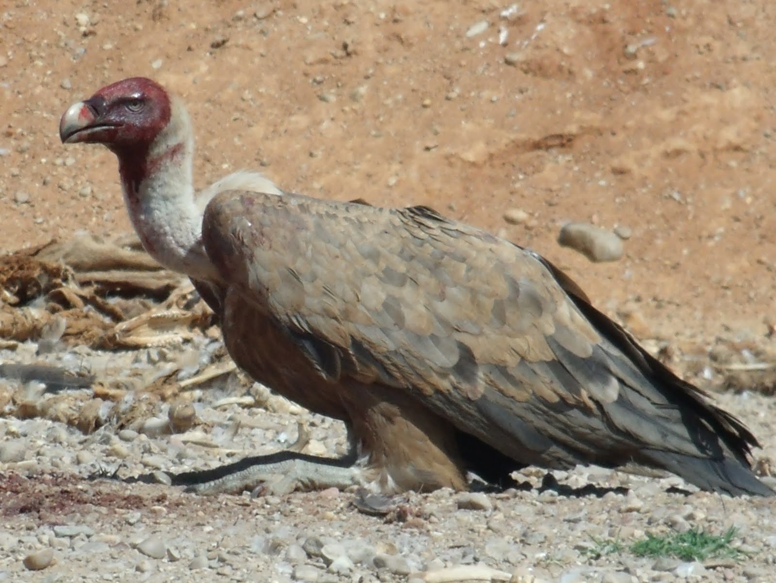 Naturaleza de Quintanilla del Agua (Burgos): Necrófagos