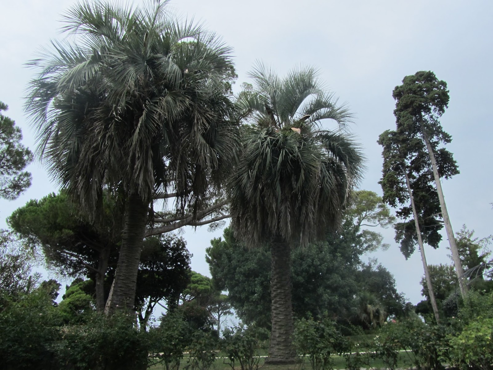 Butia capitata, una Palma dai Frutti Commestibili - Coltivazione e ...