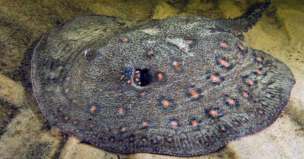 CIENTIFICOS ARGENTINOS 🌞 : Disminuyen las poblaciones de rayas de río ...