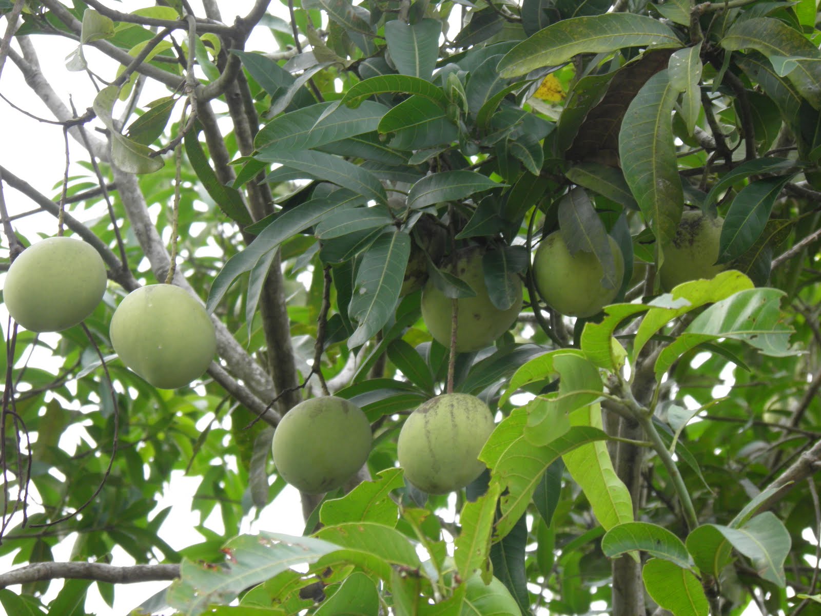 Nazarku: Mempelam Epal Balik Pulau