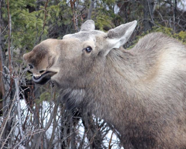 What Do I Know?: Moose's Teeth and Denali Patterns