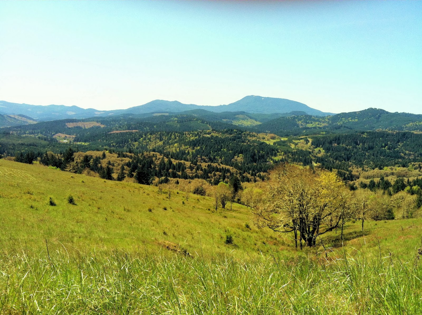 Everything Oregon (and Beyond): Fitton Green Natural Area