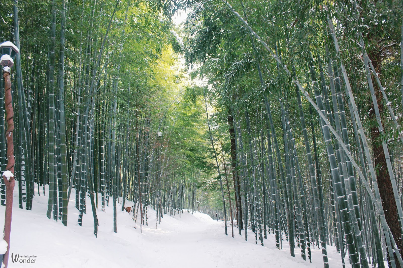 Winter Wonderland in Damyang Pt. 4 - Juknokwon Bamboo Forest (죽녹원 ...