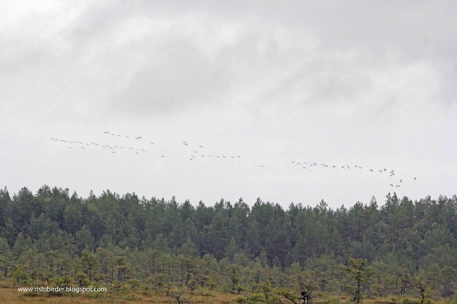 OSLO BIRDER: Frustrating Beans