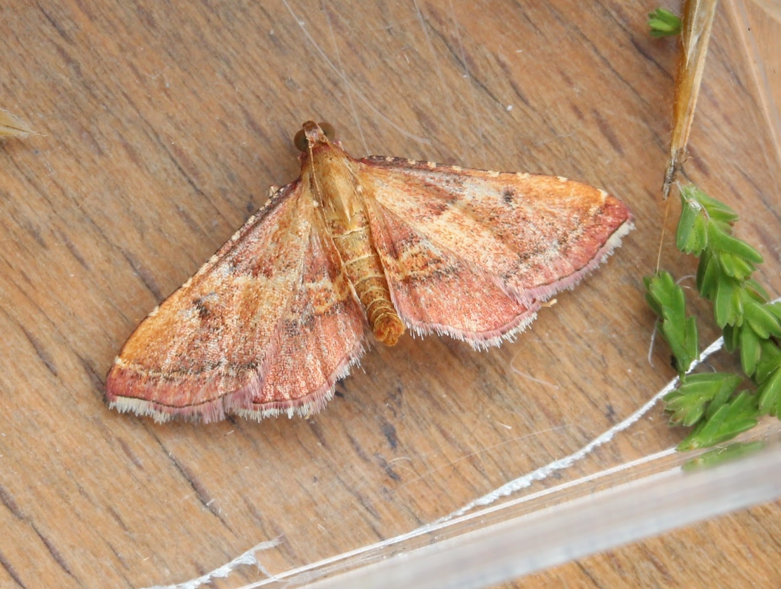 Ceredigion Moths: Rosy marsh moths and more
