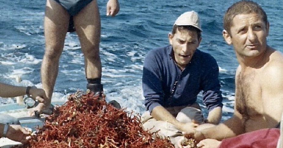 SU PALLOSU: IL BLOG: Montagne di Corallo, pesci e...motori: l ...