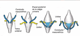 Vocabulario médico : CAPITULO 16: APARATO UROGENITAL