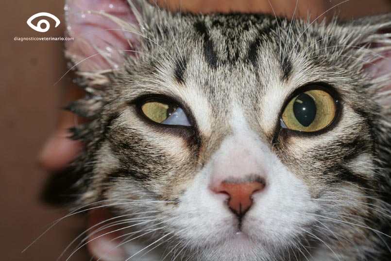 Saúde Animal: SÍNDROME DE HORNER