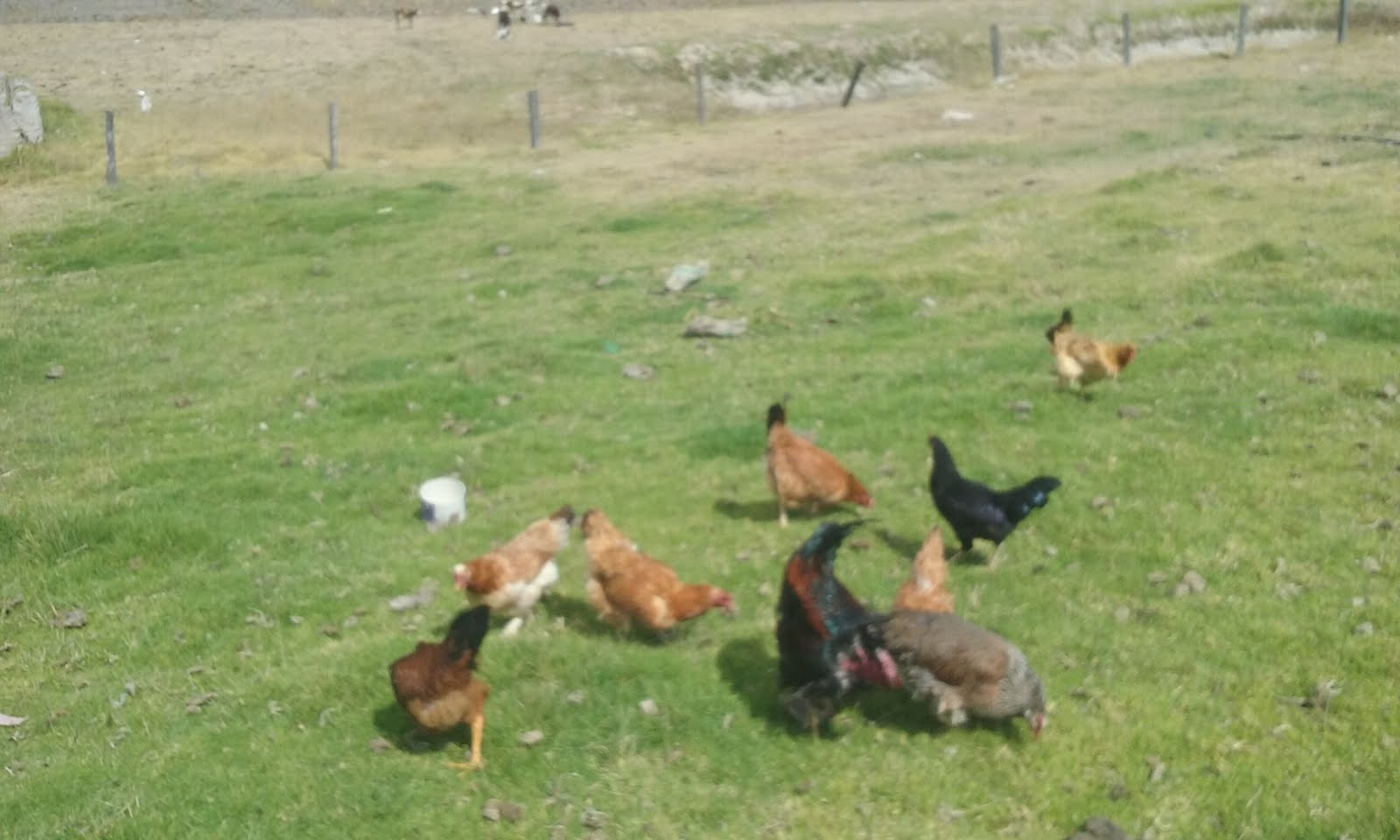 POLLO CAMPESINO AUTOCTONO ANDINO: FOTO GALERIA