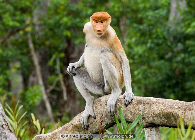 THINK SMART ヘ(^_^ヘ)(ノ^_^)ノ: Bekantan / Monyet Belanda / Nasalis ...