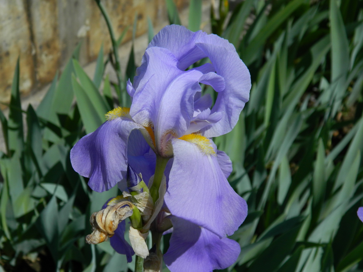 LA MULTI ANI, ROMANIA!: Stanjenei mov deschis