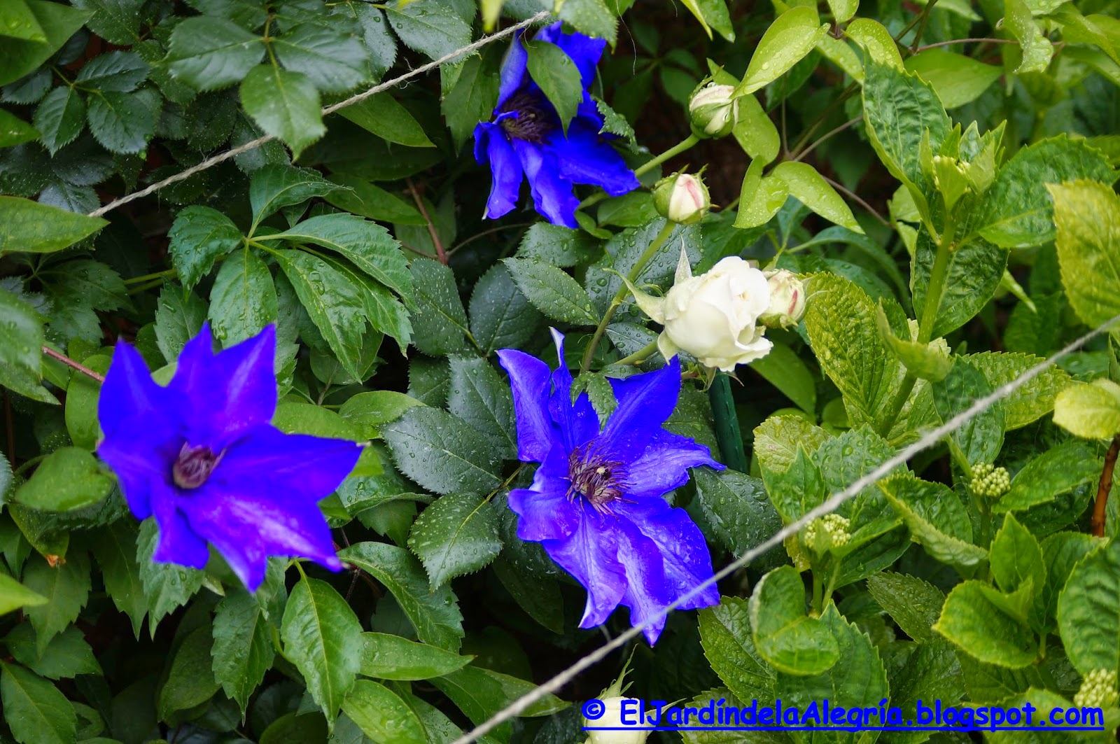 El jardín de la alegría : Grupos de Clemátides (Clematis) y su poda.