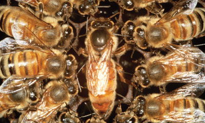 Hikmah Lebah & Sifatnya - TamanSyurga