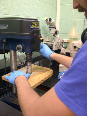 University of Illinois Plant Clinic: Bacterial Leaf Scorch Testing at ...