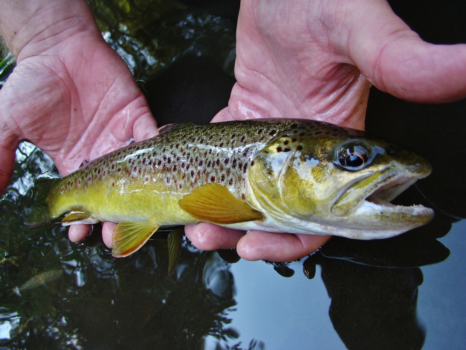 brianonthefly: Fall Inland brown trout on the fly