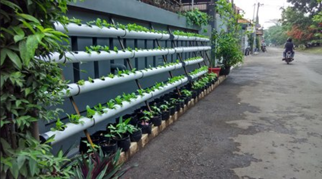 Cara Sukses Bercocok Tanam Di Lahan Yang Sempit