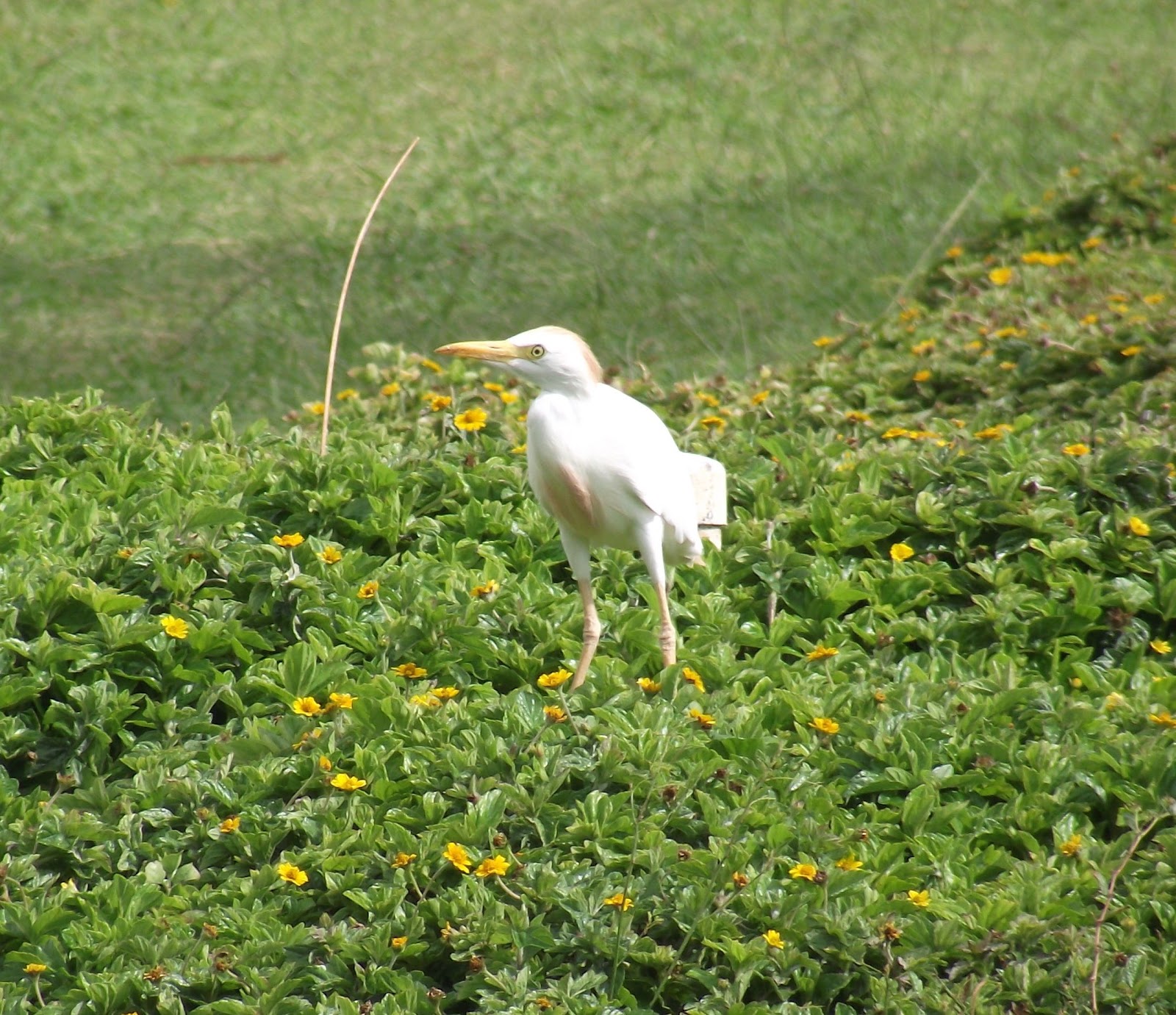 Hawaiian Birds [1936] - artrutor