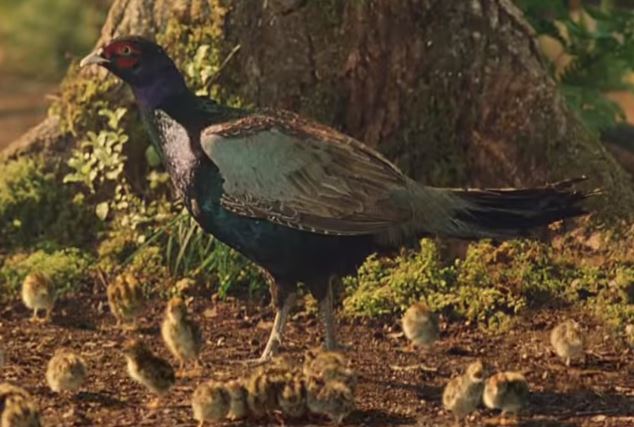 Momotaro (桃太郎): Charaters