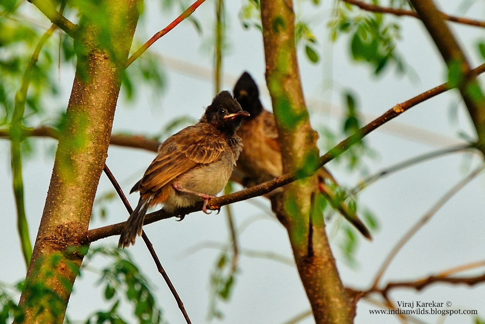 Viraj Karekar's Nature and Wildlife Photography: The Birds of Bharuch ...