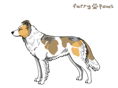 Furry Paws Border Collies