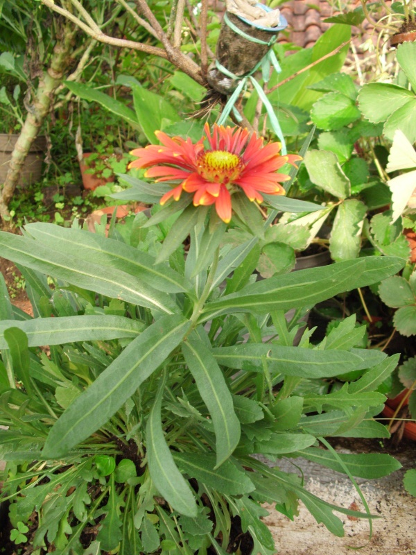 Belajar Menanam Bunga Gaillardia Goblin - pottedmemory