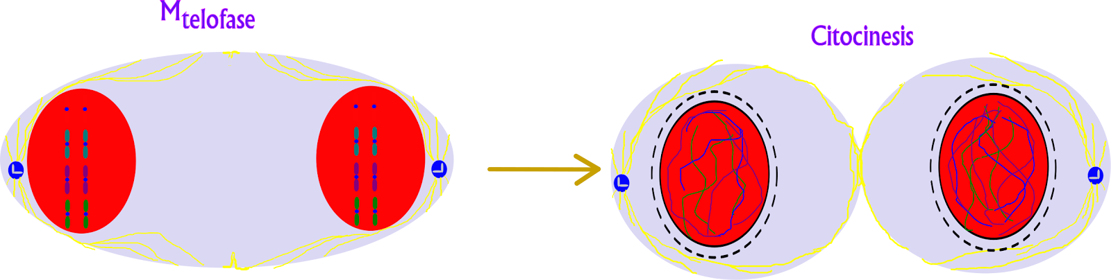 Ciencias de Joseleg: Resumen de la mitosis