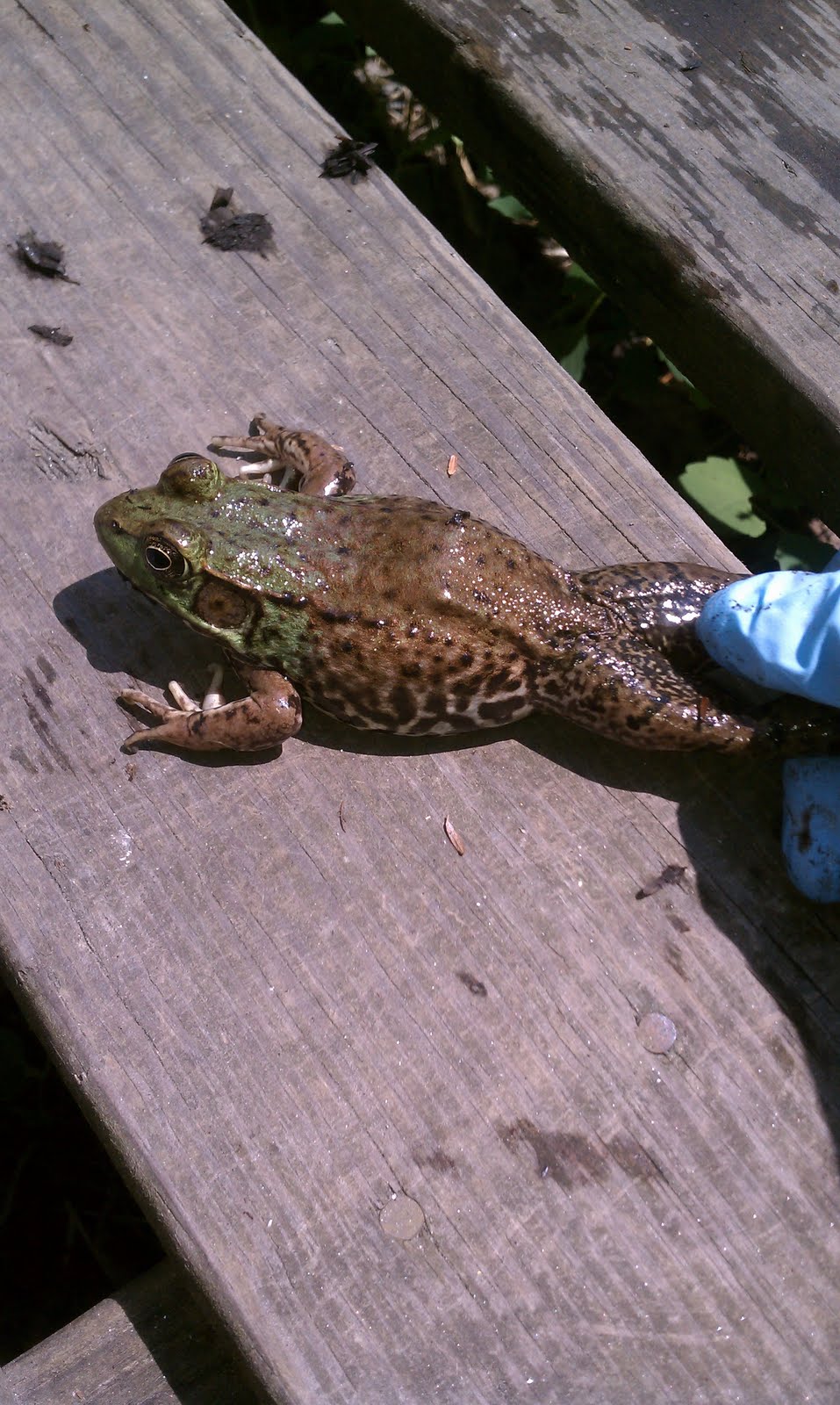 Wildlife Monitor: Is Chytrid Fungus Present In Connecticut?