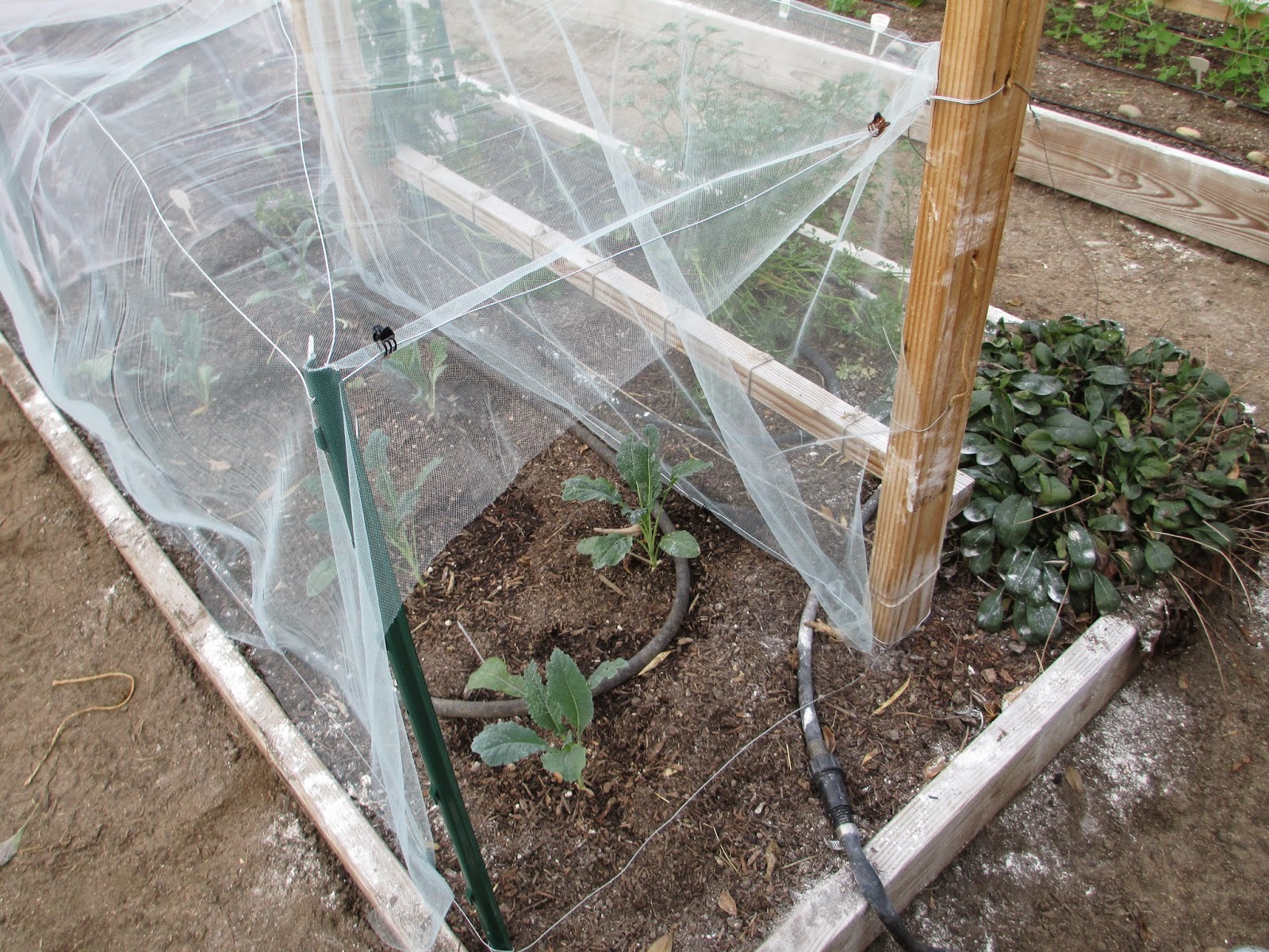 Andie's Way: Making Bigger Cabbage Row Covers
