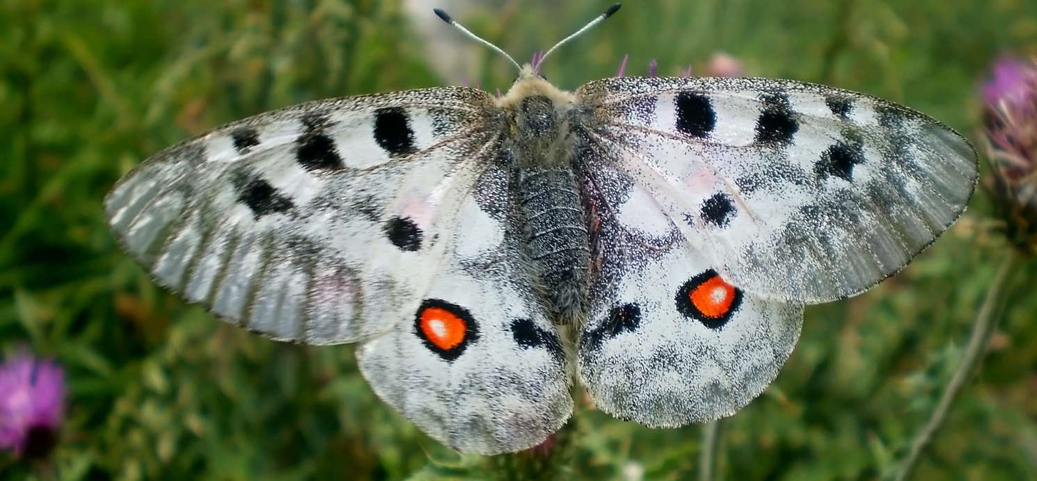 NATURA VIVA: PAPALLONES