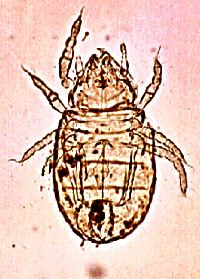 Variety of Life: Haplochthoniidae