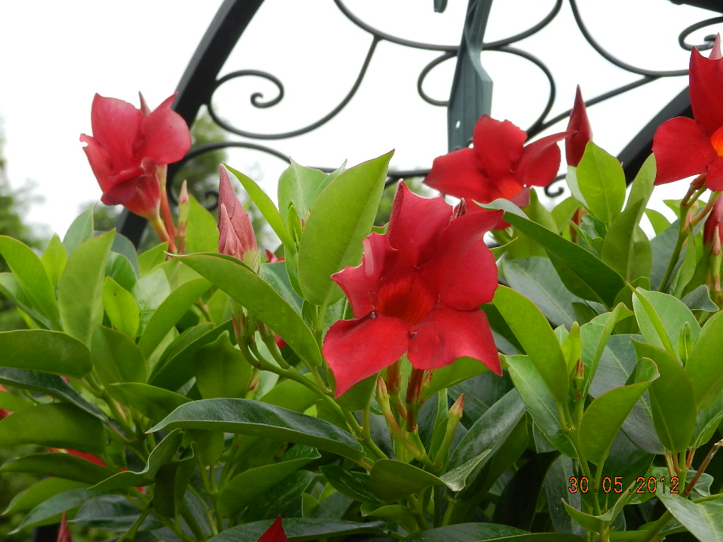 Dor de Vara : Infloresc gradinile