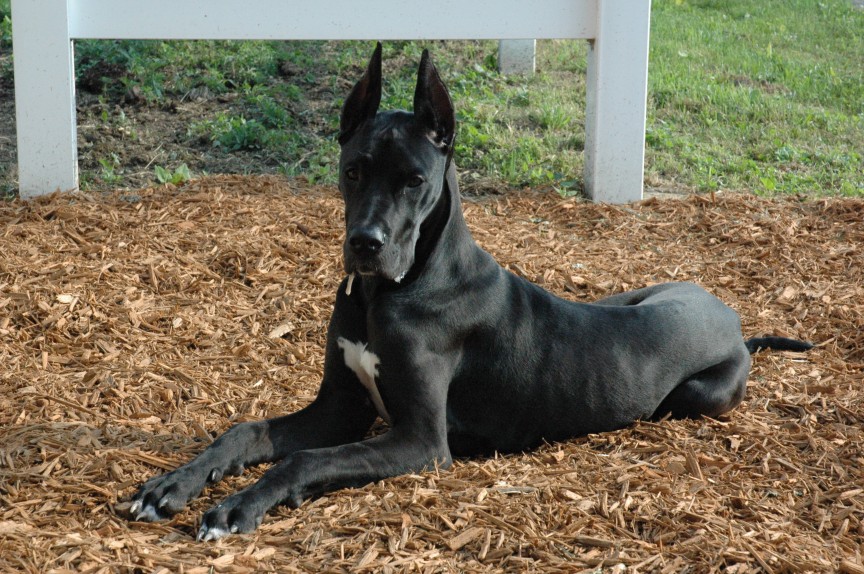 The World s 10 Most Dangerous Dog Breeds Knowledge Centre the-world-s-10-most-dangerous-dog-breeds-knowledge-centre