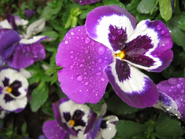 Şifalı Bitkiler Ansiklopedisi Lokman Hekim : Menekşe Ve Menekşenin ...