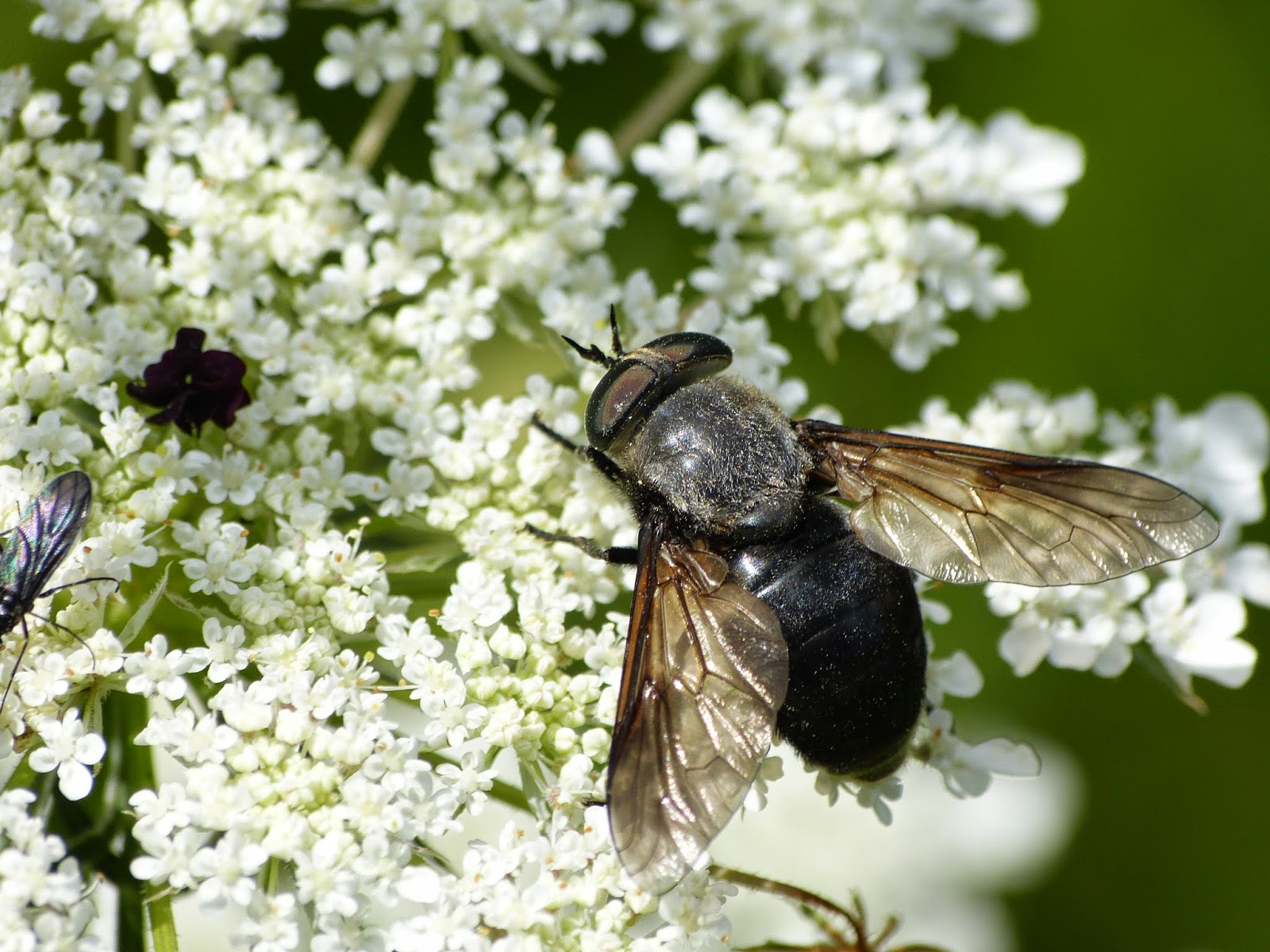 Photos d'insectes: Les Diptères - Sous-ordre des Brachycères (mouches ...