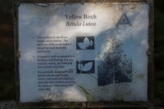 Waterfalls and More: Big Pokiok Falls