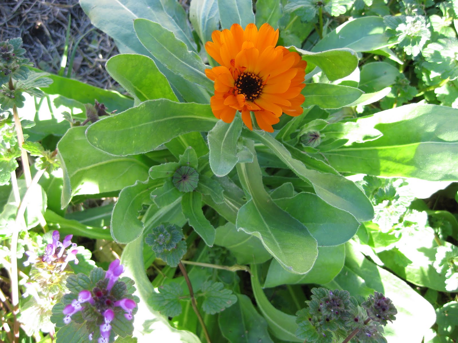 Calendula - Wildflower School of Botanical Medicine