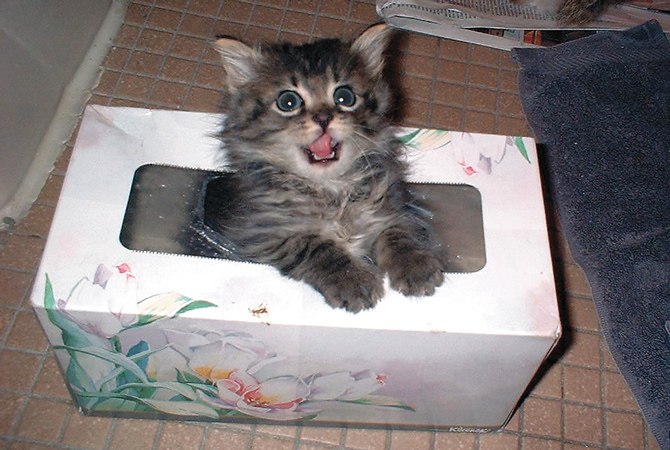 Yep, i'm in your box, surprise! | Funny Cat Pictures