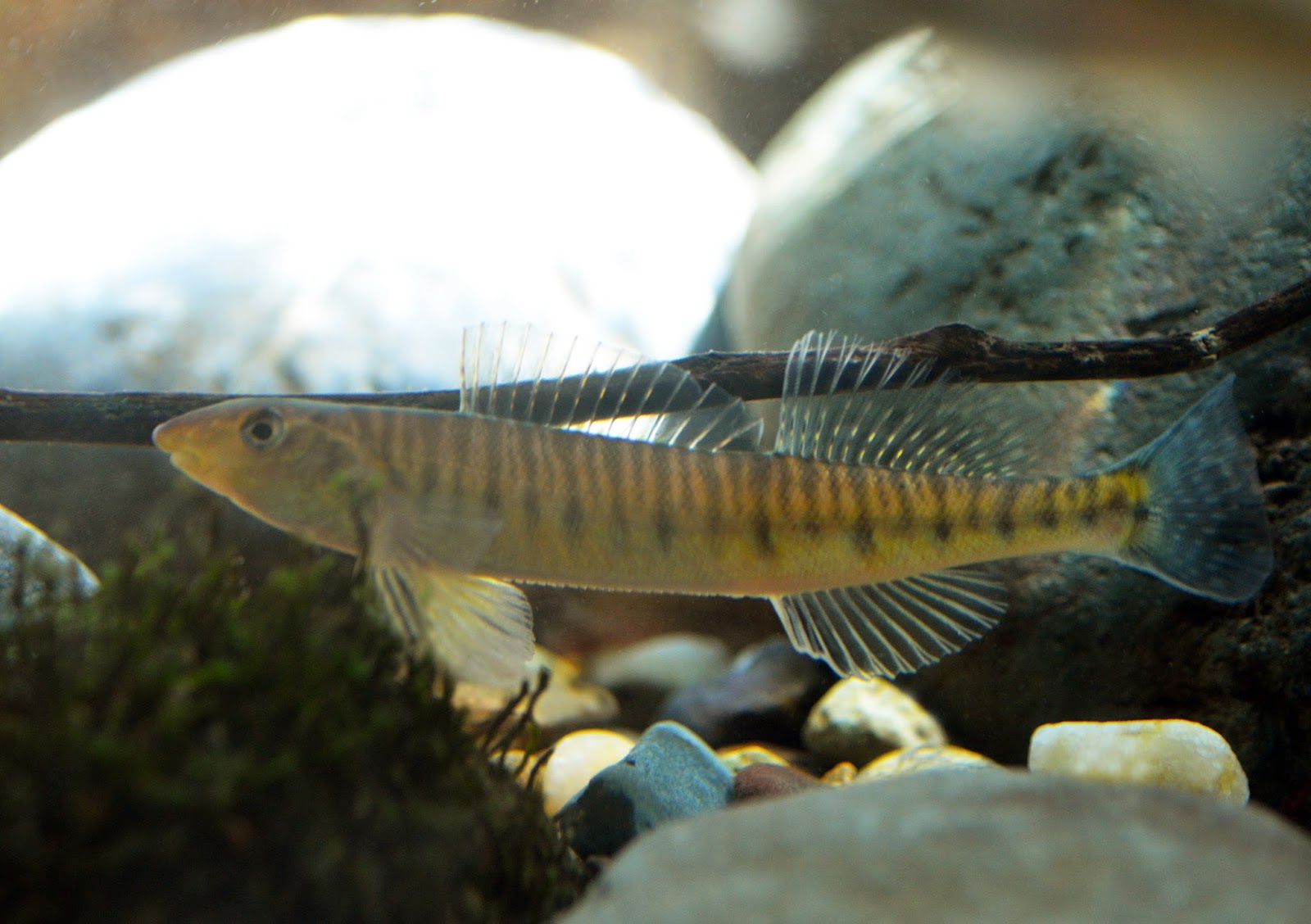 Virginia Living Museum | Roanoke logperch in the wild - rare underwater ...