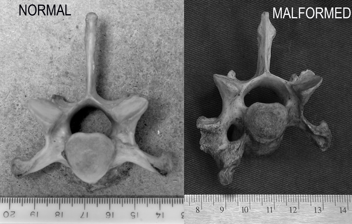Stannage Science: Inbreeding