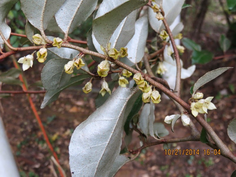 My Virtual Maryland Garden: Elaeagnus pungens 'Fruitlandii'