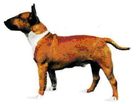 K R U H Y: Populárne druhy psov VI.