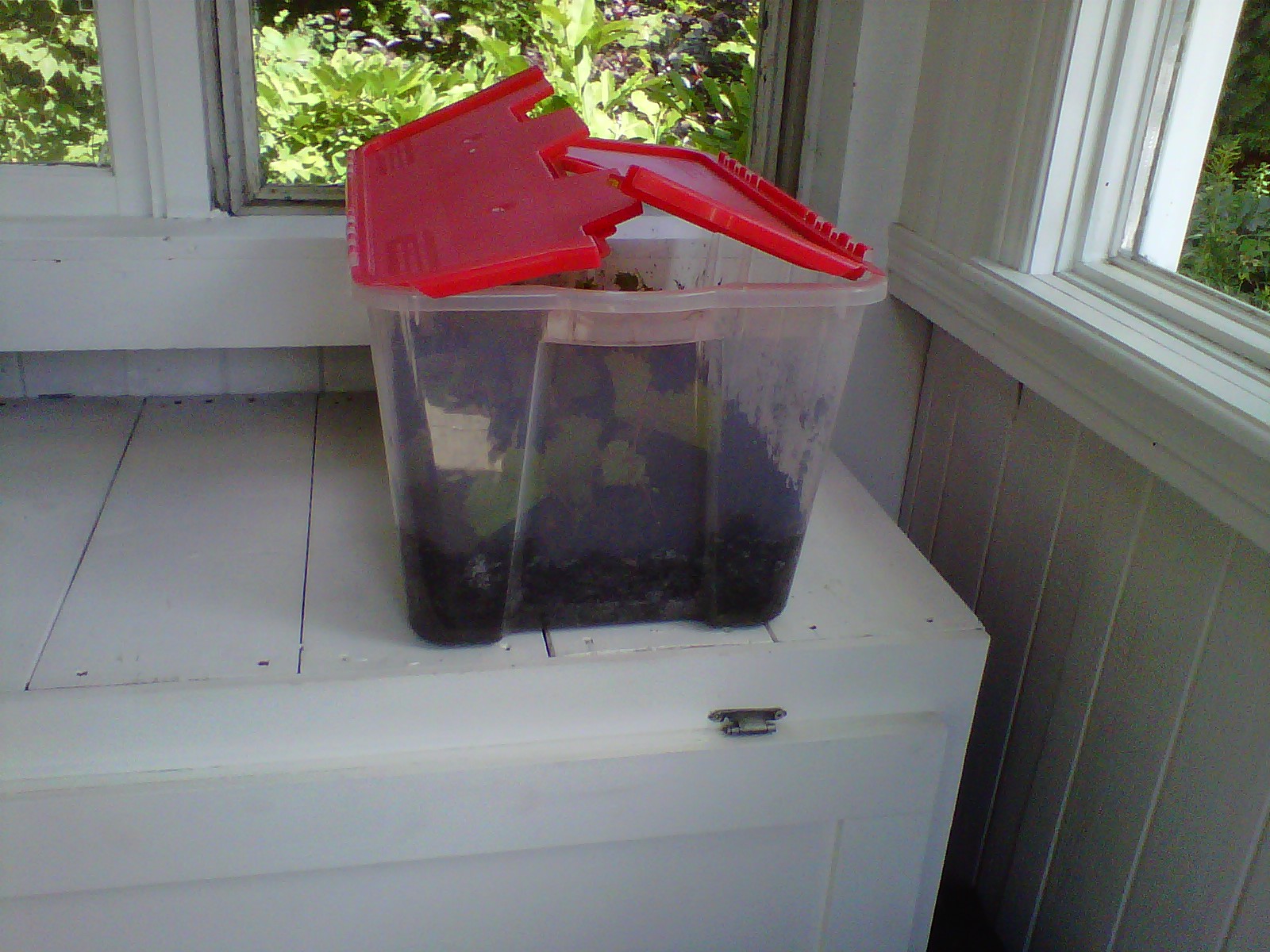 Northern Grapes: Grapevine propagation: green cuttings.