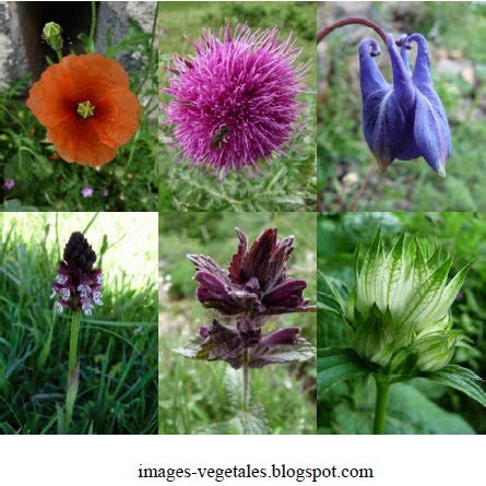 IMAGES VÉGÉTALES