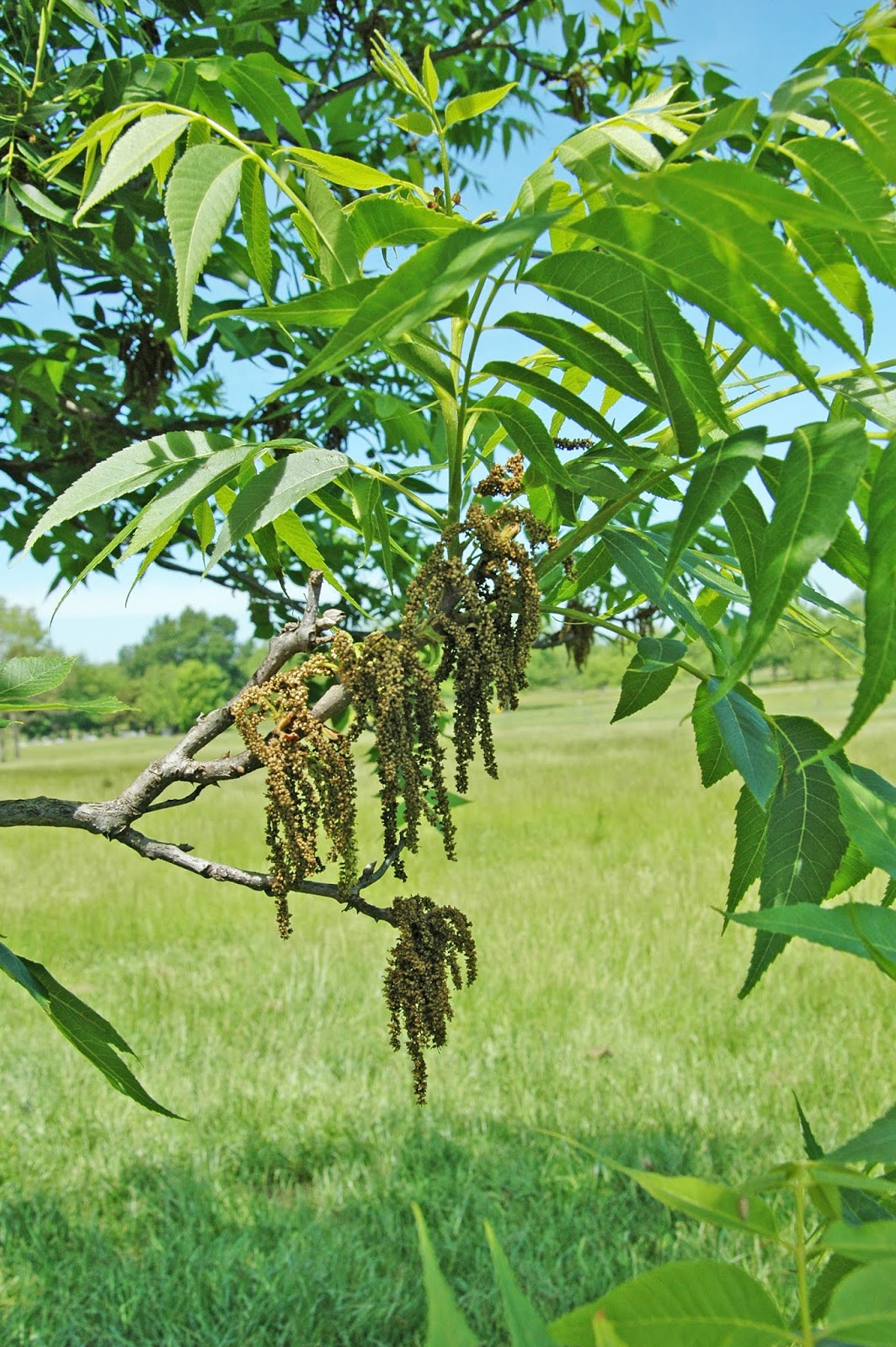 Northern Pecans: Pecan pollination half-way complete