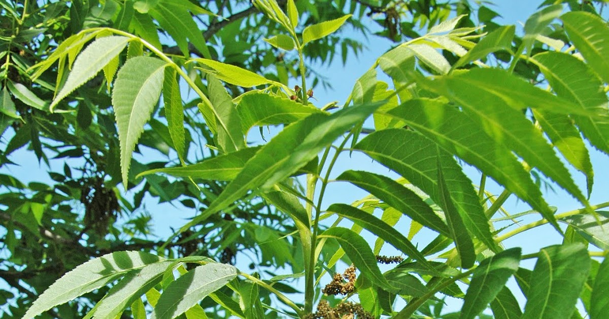 Northern Pecans: Pecan pollination half-way complete
