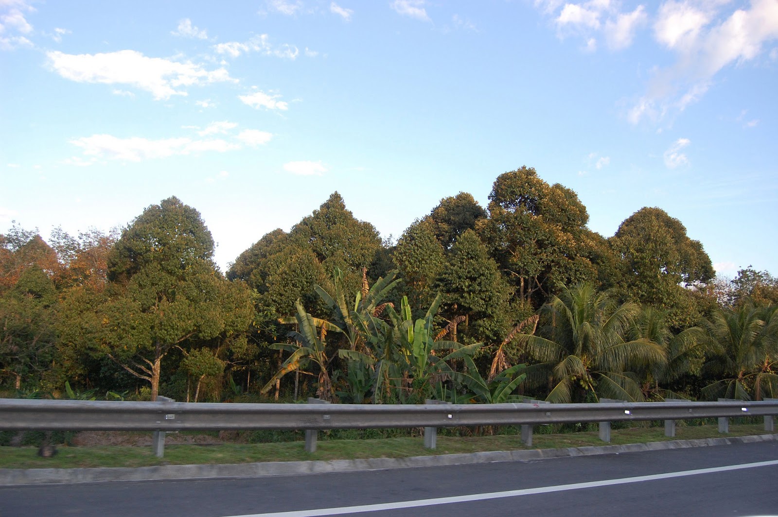 Durian Info: Durian: The Perfectly Unique Tropical Fruit Crowned As ...