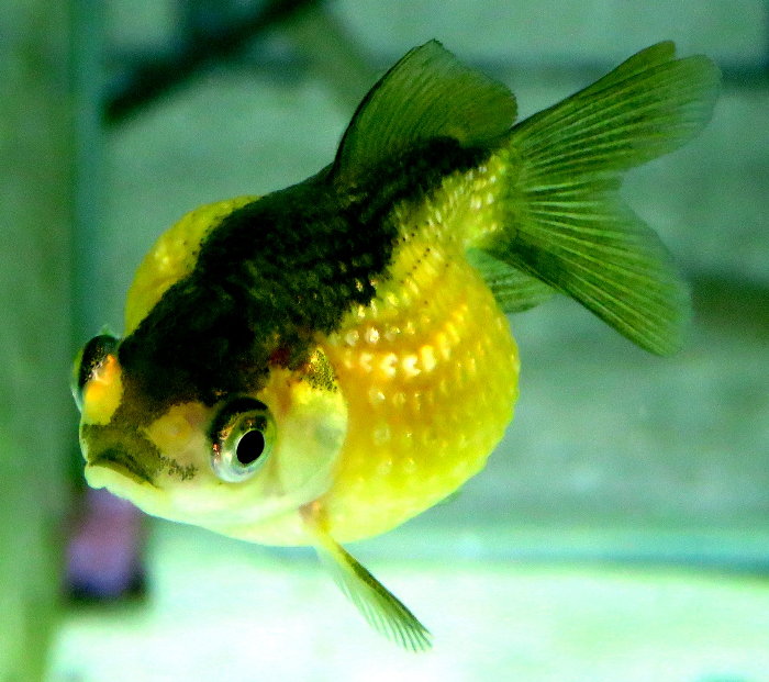 金魚&水族快訊Goldfish & Aquarium Messages: 珠鱗寫真(Pearlscale goldfish)