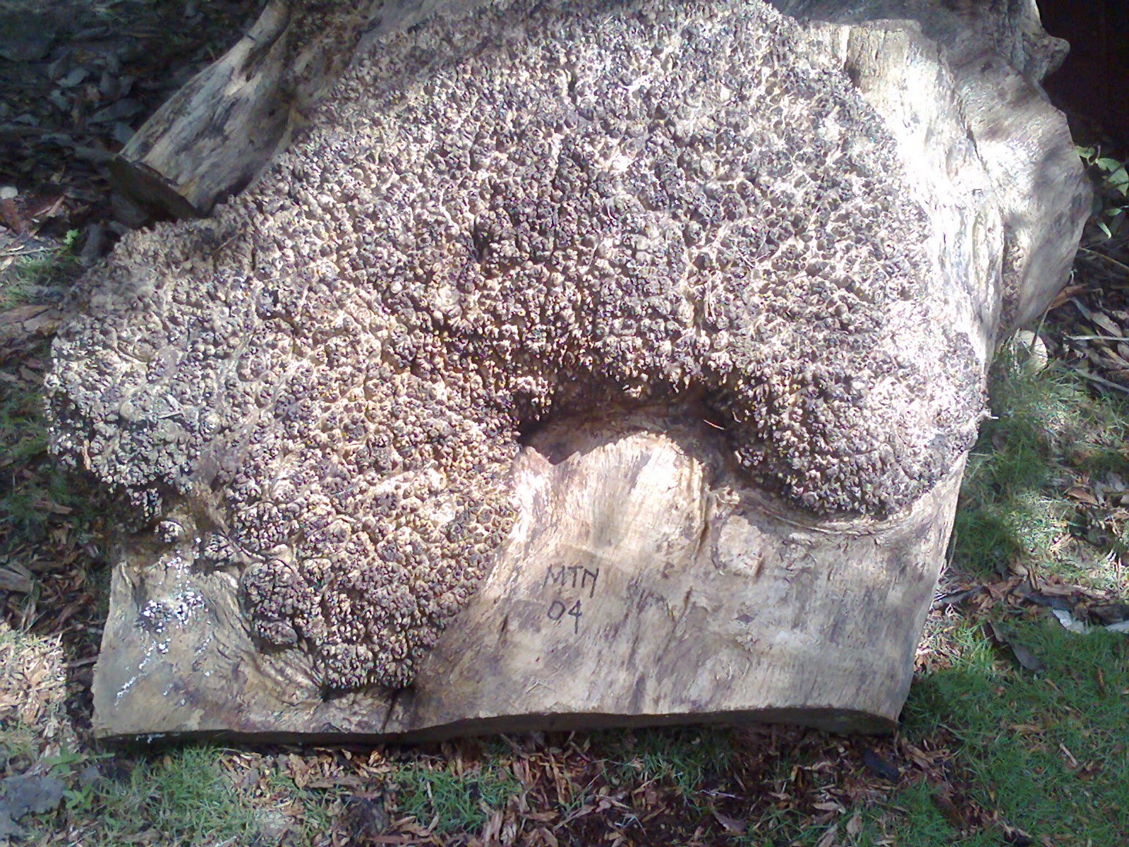 KAYU GEMBOL: GEMBOL POHON LINGGUA