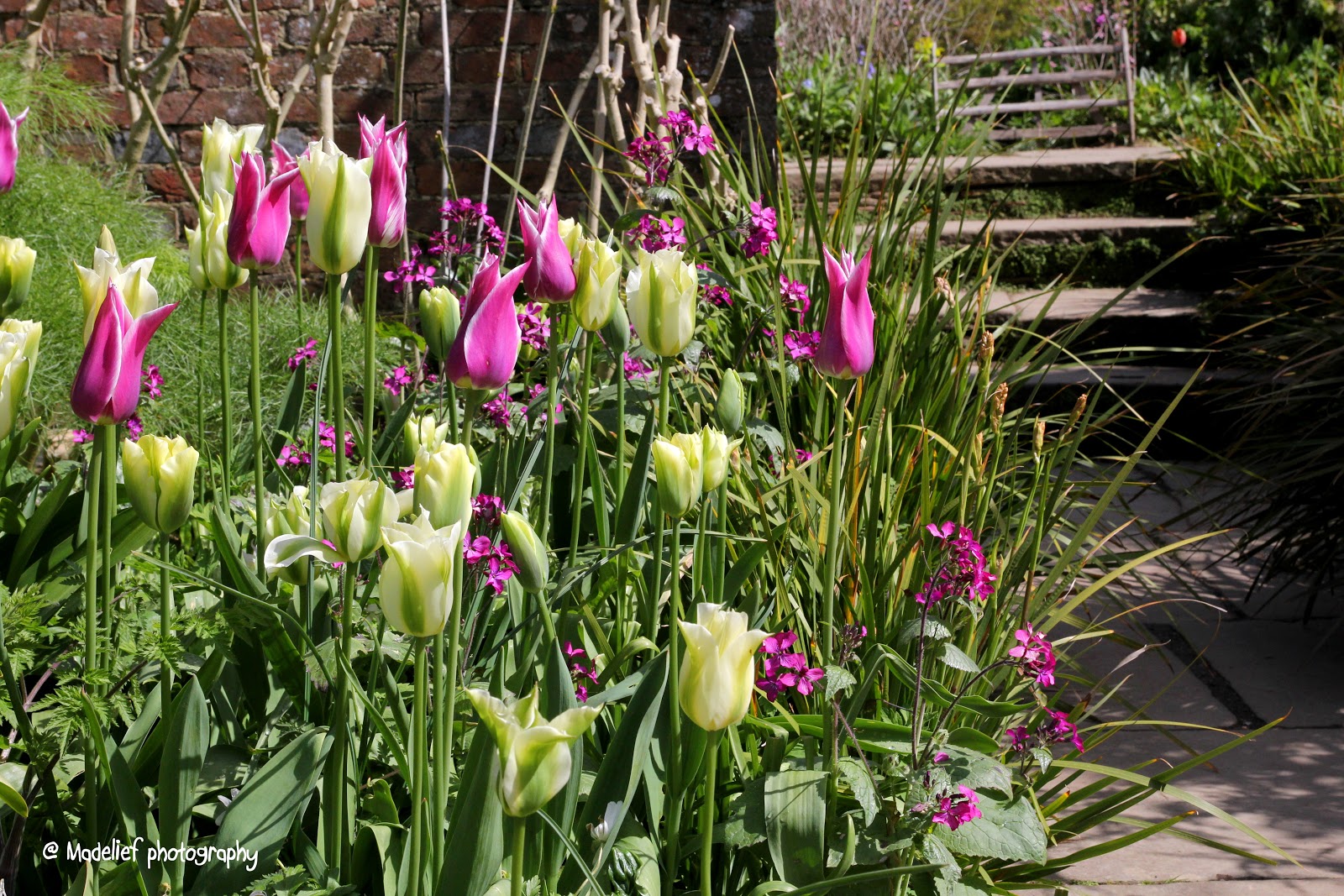 Madelief: In the spring garden